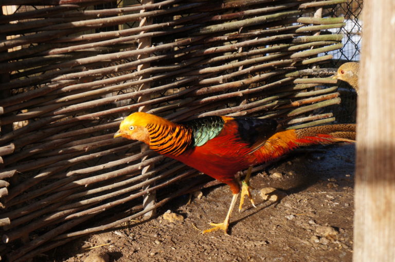 Kuldfaasan – Teispere talu | Elav parkaed